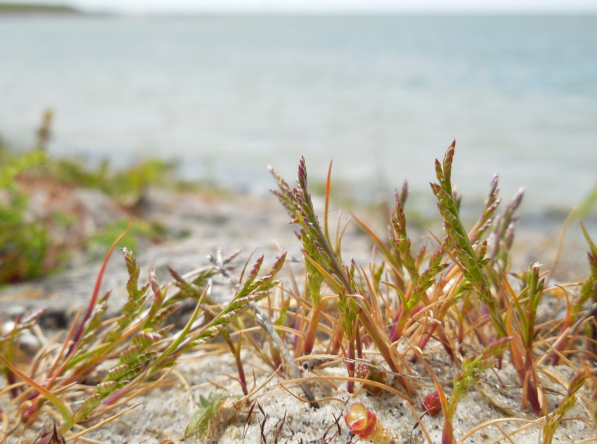 Catapodium marinum, Sea-fern grass