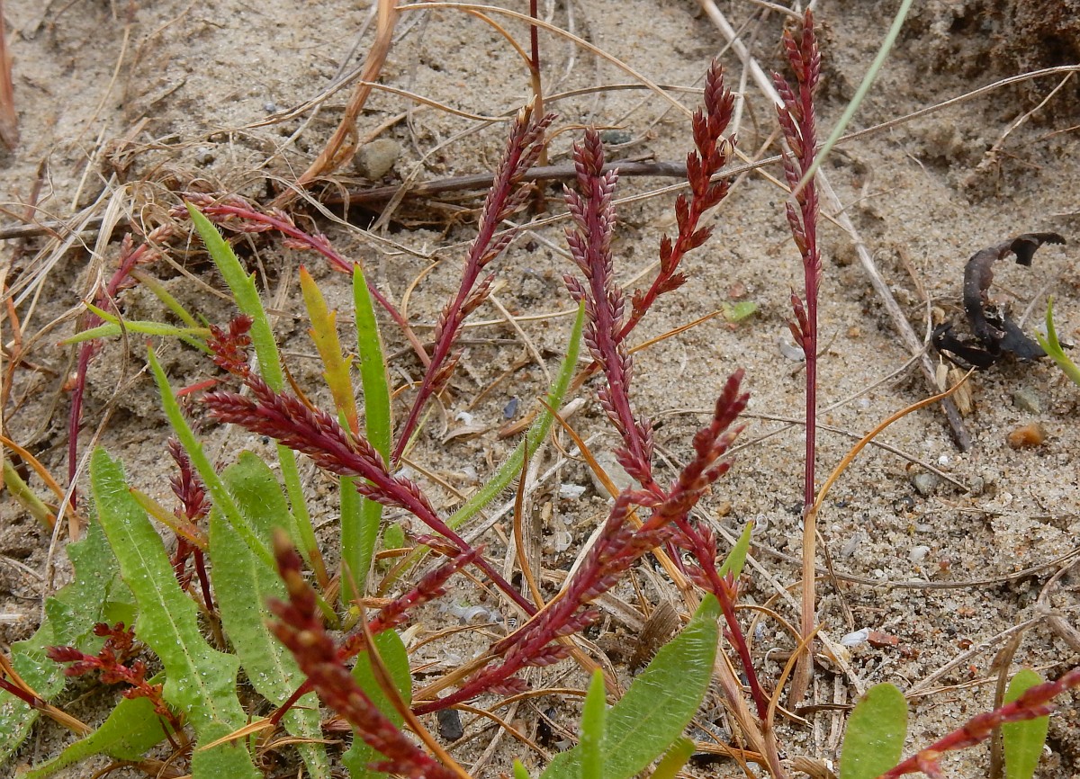 Catapodium marinum, Sea-fern grass