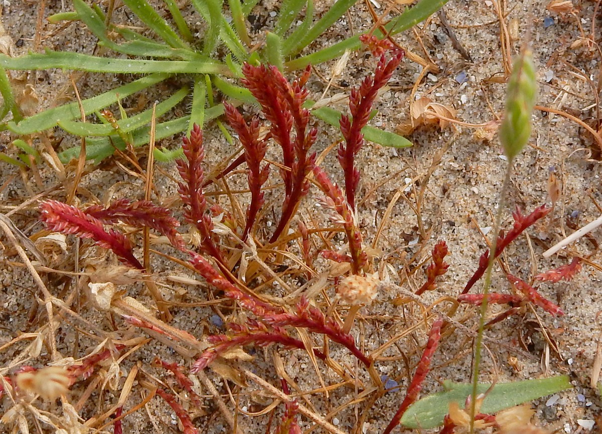 Catapodium marinum, Sea-fern grass