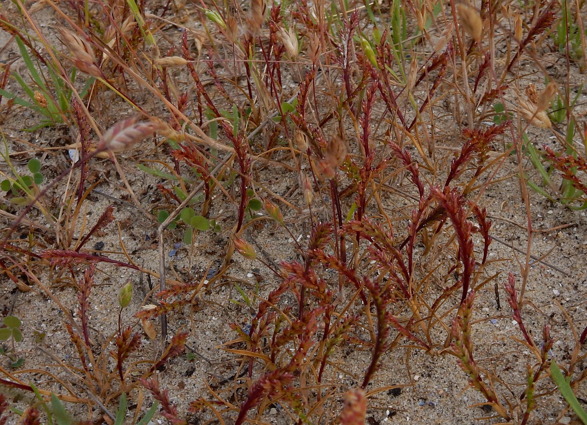 Catapodium marinum, Sea-fern grass