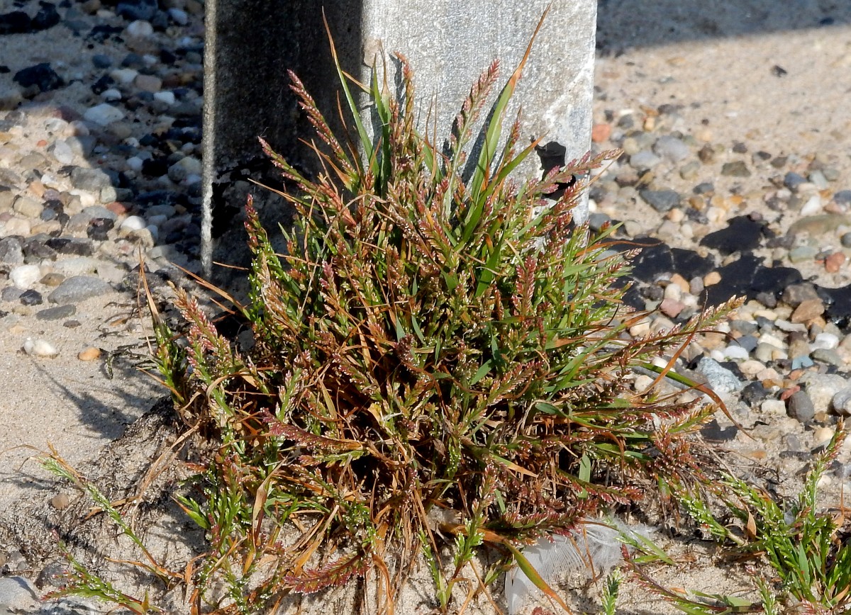 Catapodium marinum, Sea-fern grass