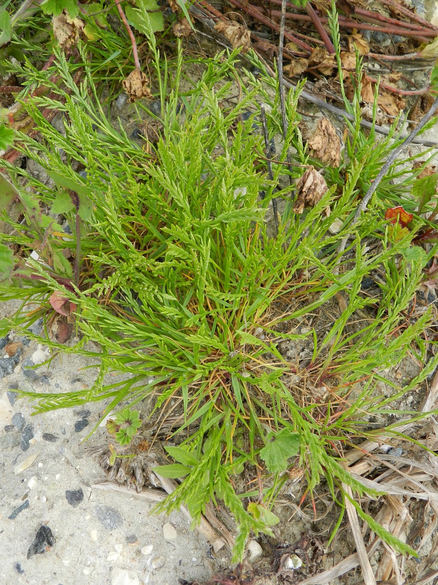 Catapodium marinum, Sea-fern grass