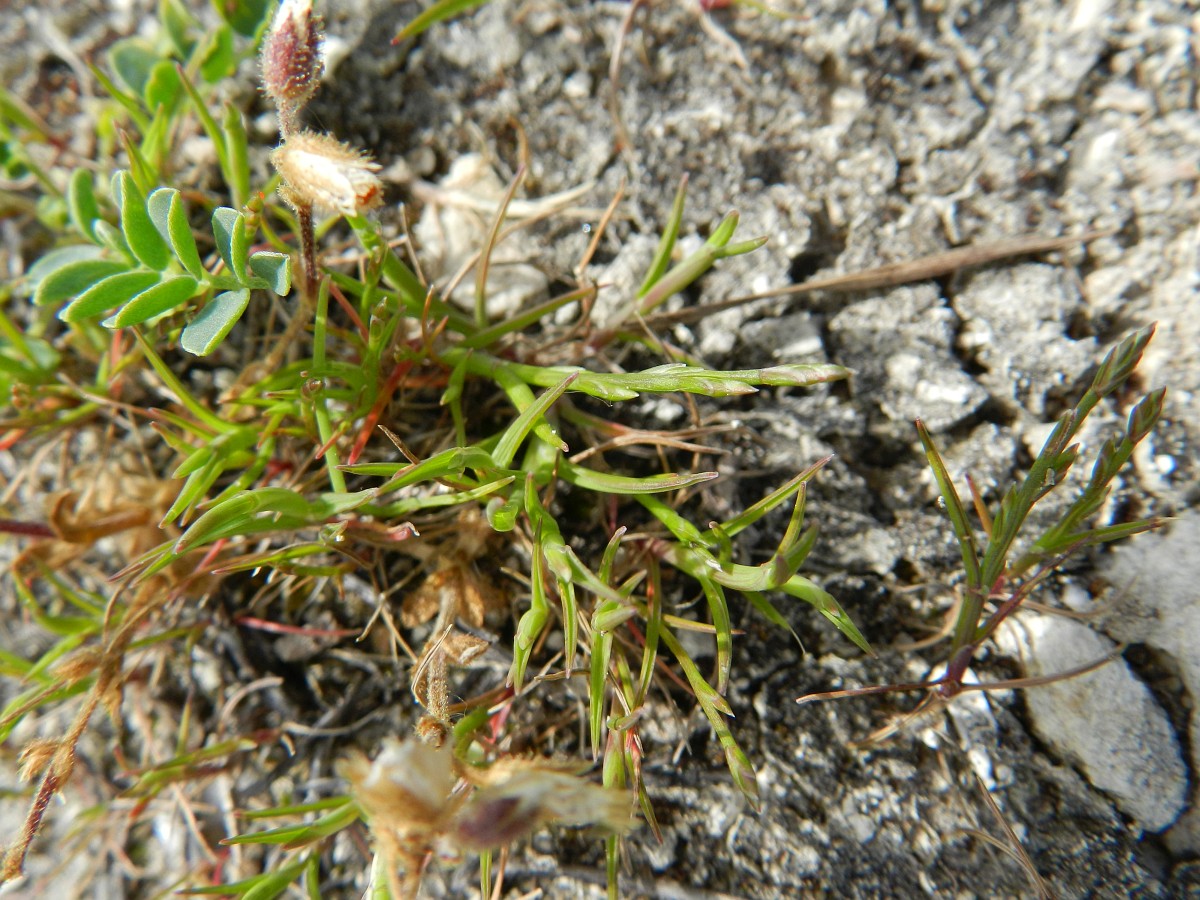 Catapodium marinum, Sea-fern grass