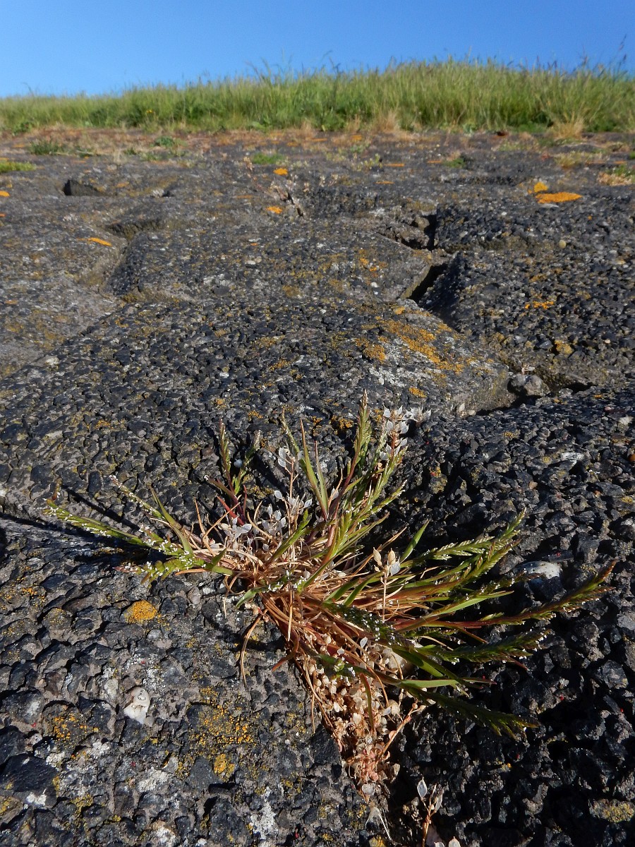 Catapodium marinum, Sea-fern grass