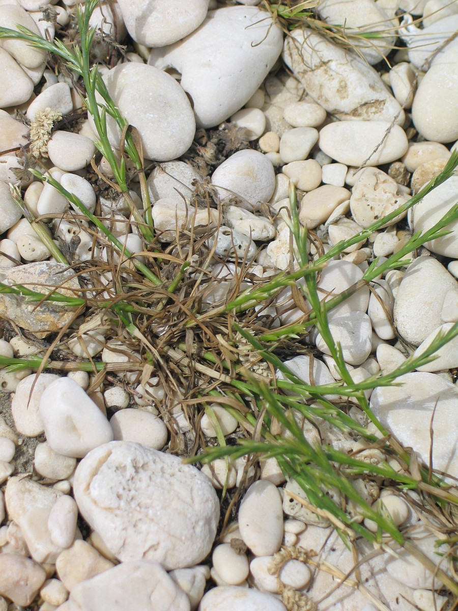 Catapodium marinum, Sea-fern grass