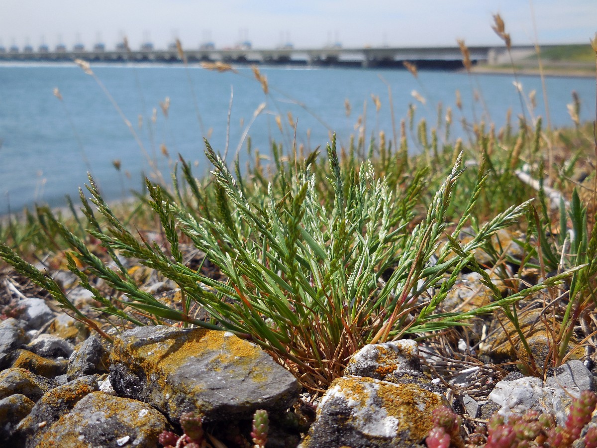 Catapodium marinum, Sea-fern grass