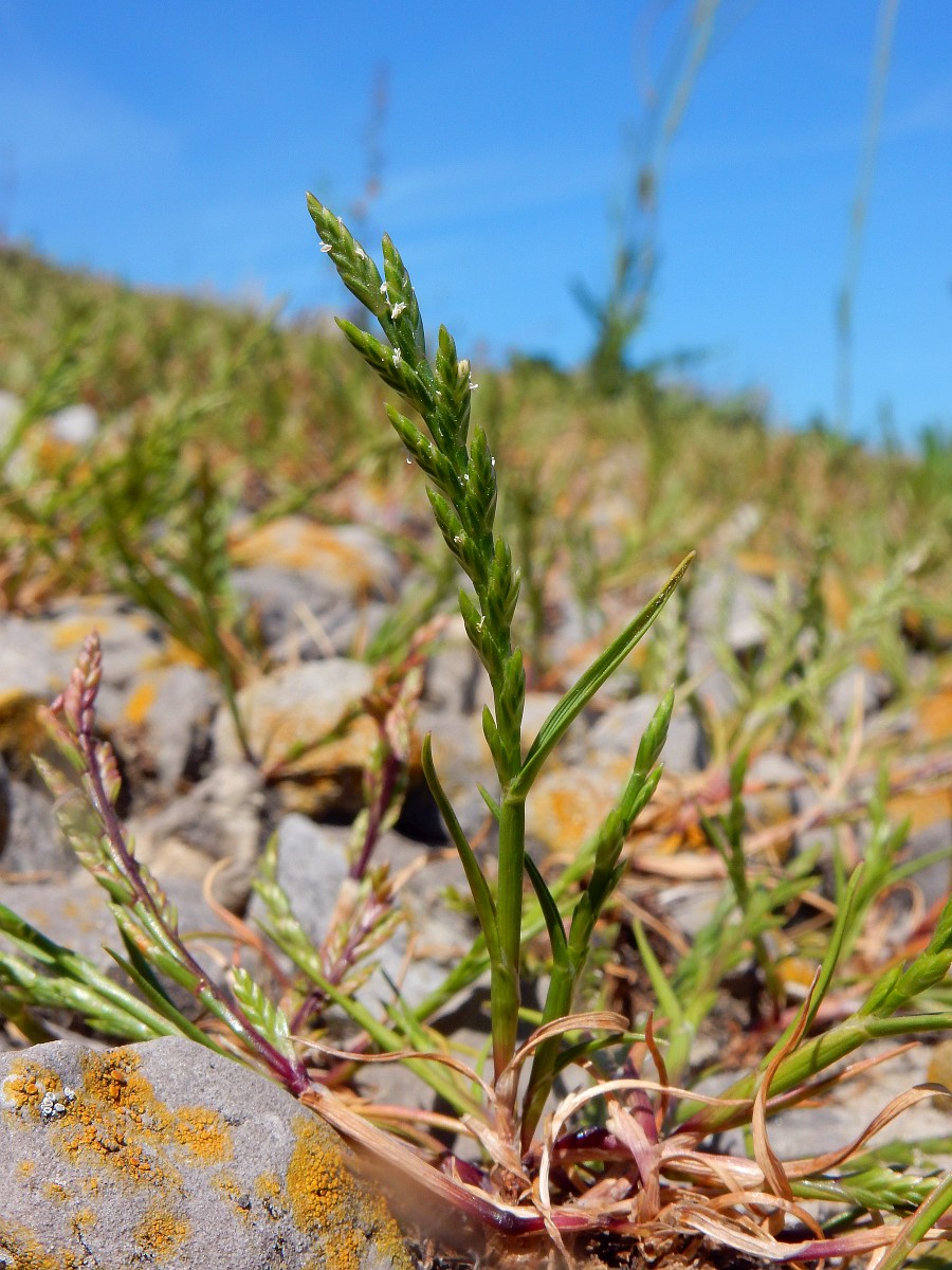 Catapodium marinum, Sea-fern grass