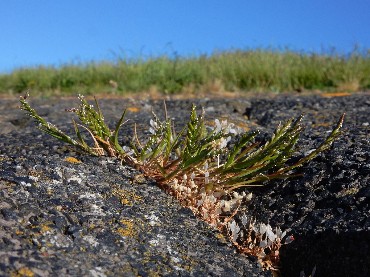 Catapodium marinum, Sea-fern grass