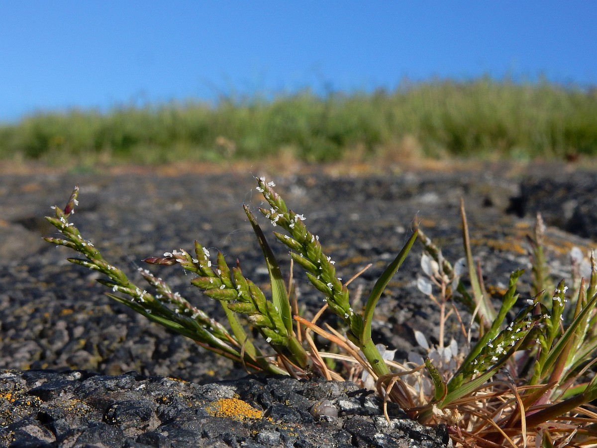 Catapodium marinum, Sea-fern grass