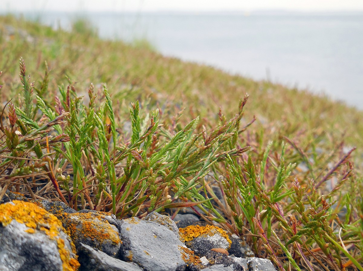 Catapodium marinum, Sea-fern grass