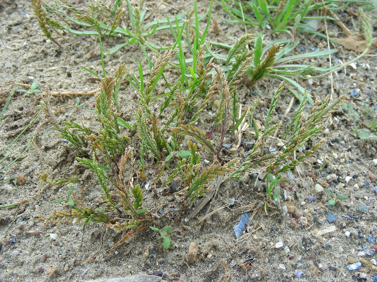 Catapodium marinum, Sea-fern grass