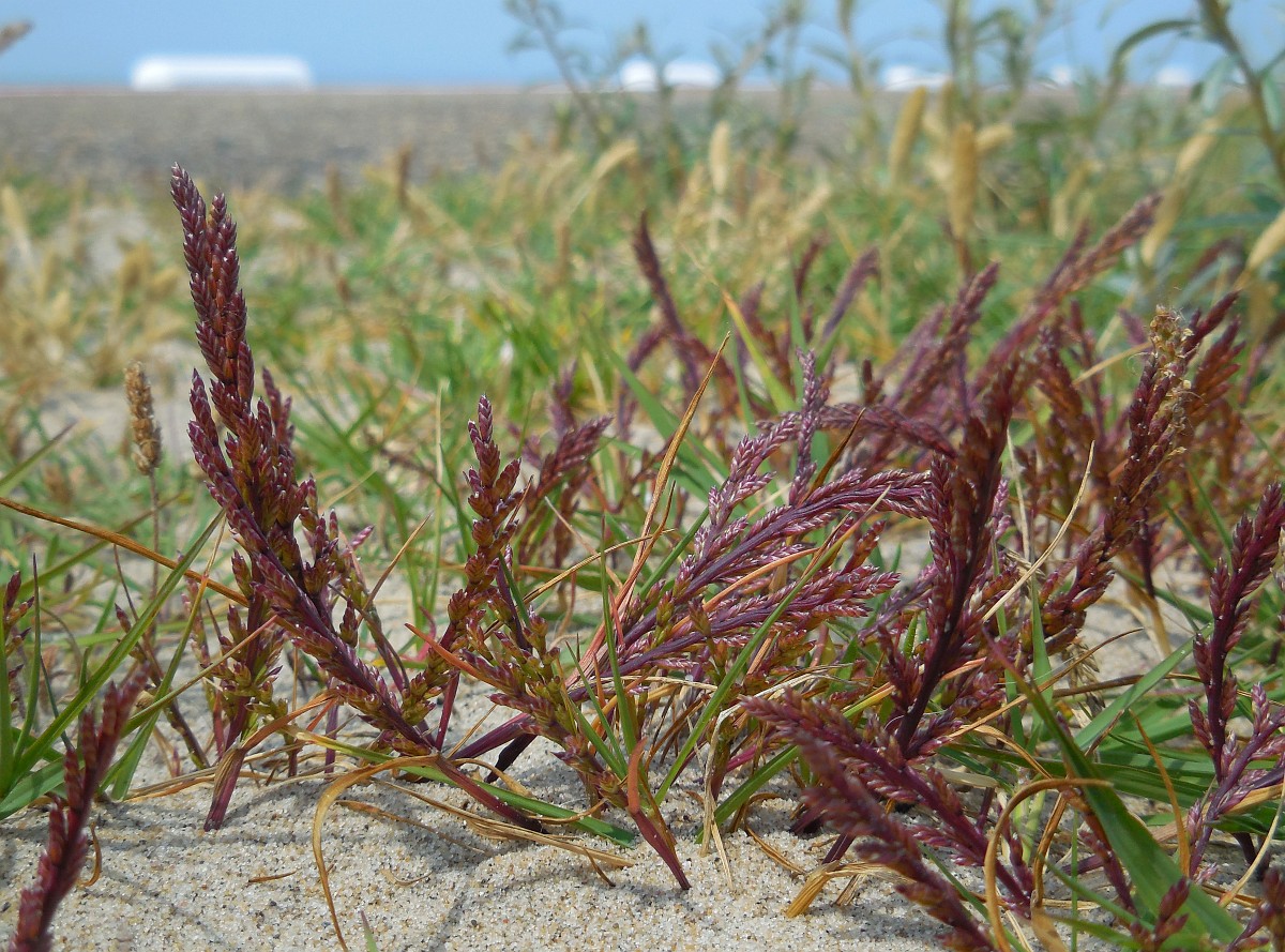 Catapodium marinum, Sea-fern grass