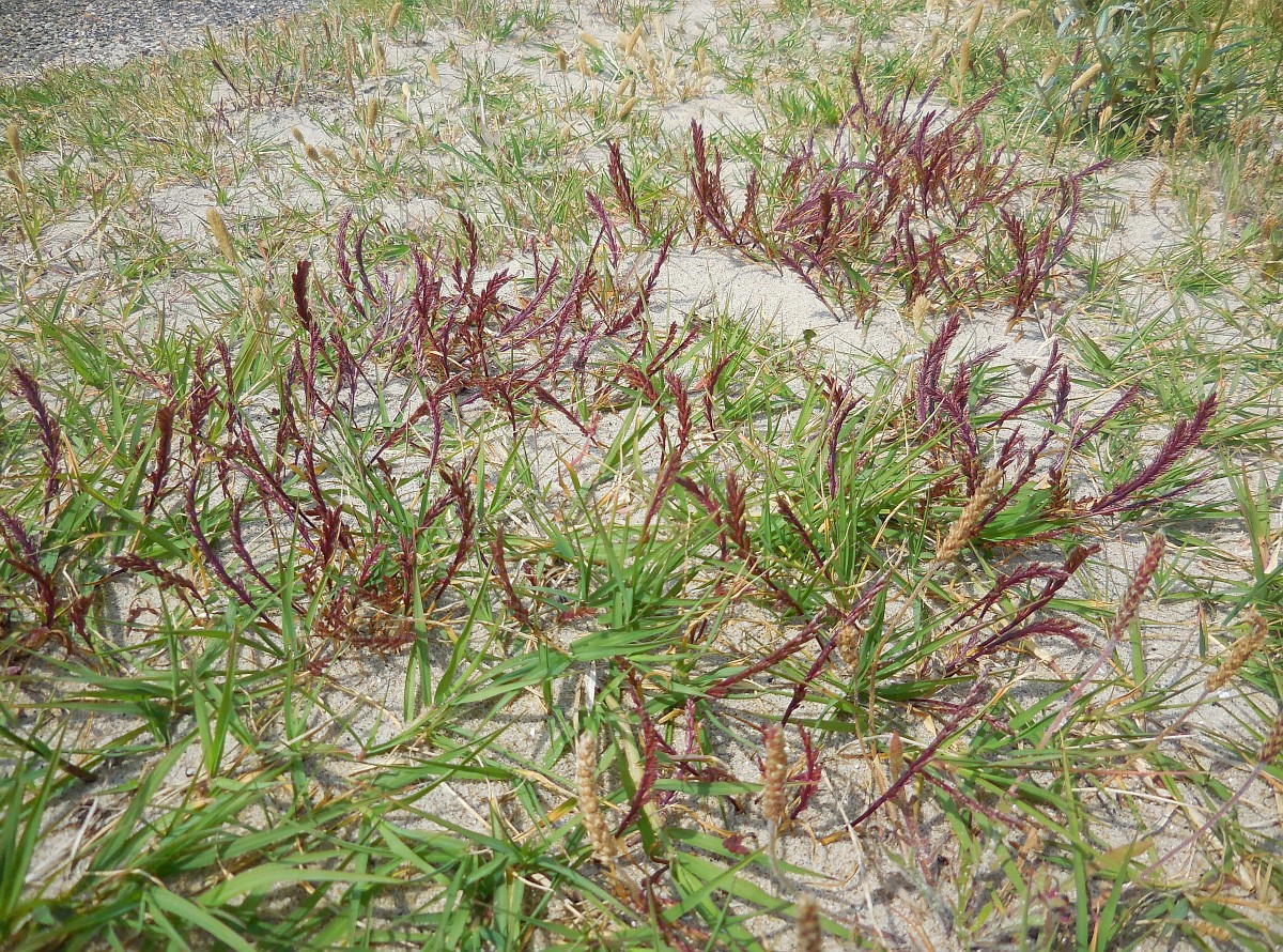 Catapodium marinum, Sea-fern grass