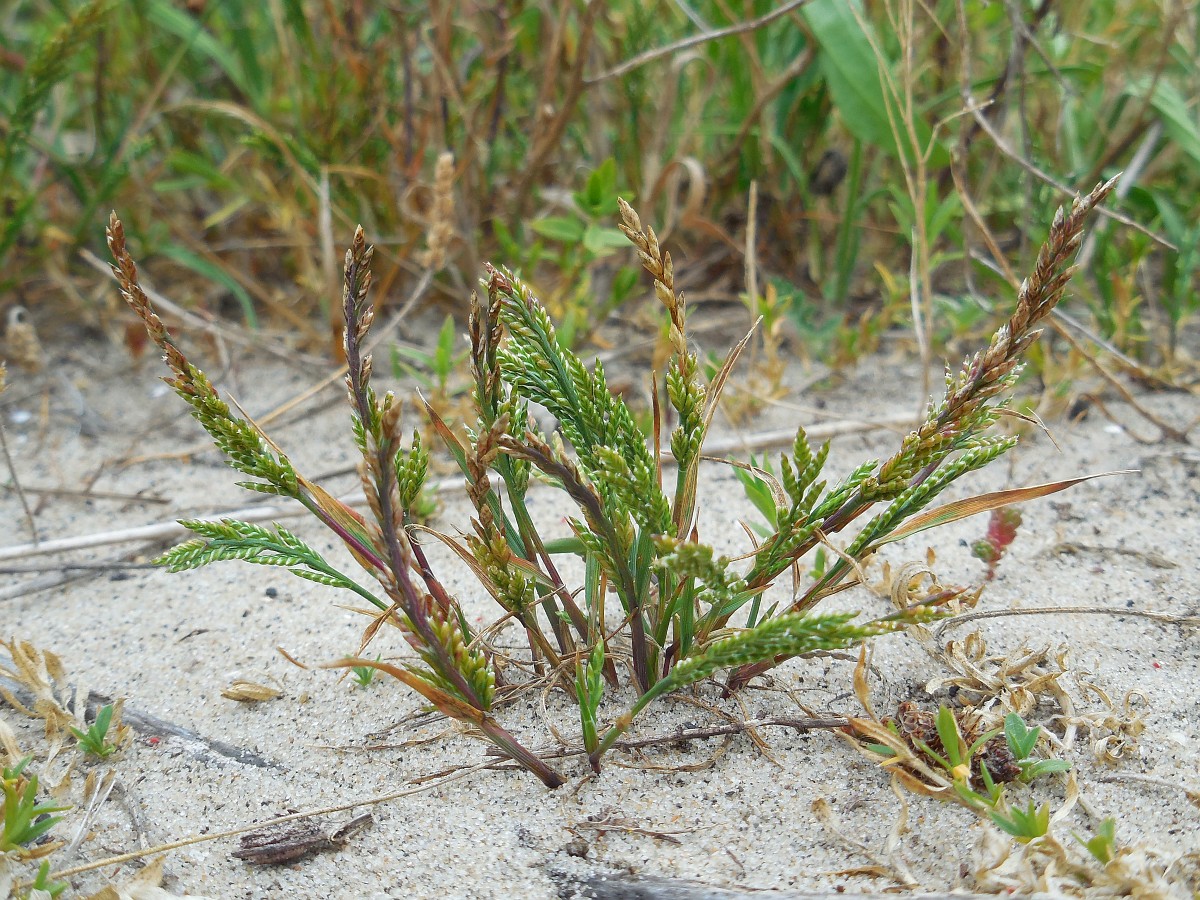 Catapodium marinum, Sea-fern grass