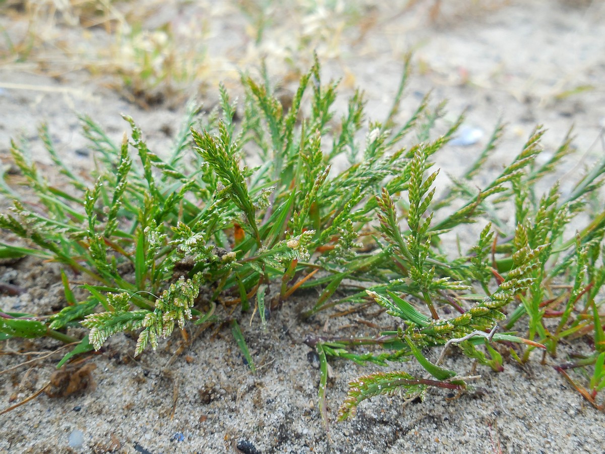 Catapodium marinum, Sea-fern grass