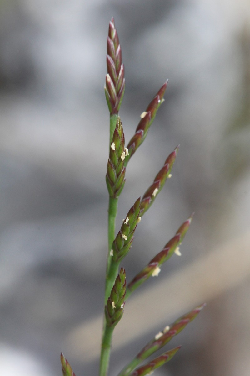 Catapodium rigidum, Fern-grass
