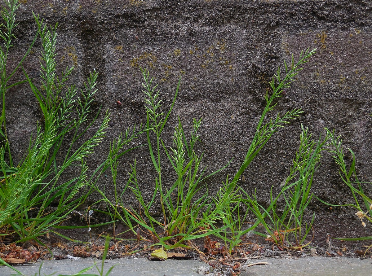 Catapodium rigidum, Fern-grass