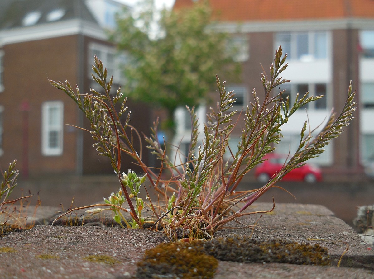 Catapodium rigidum, Fern-grass