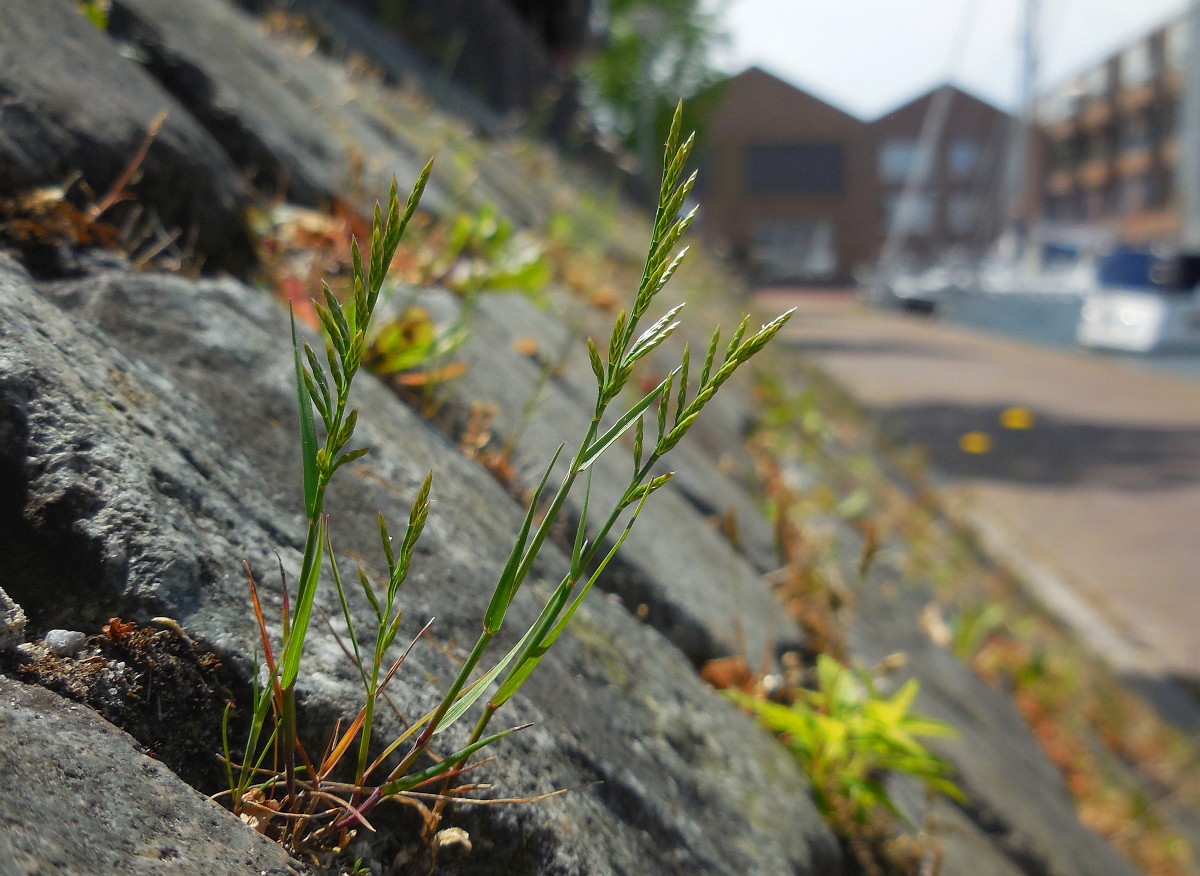 Catapodium rigidum, Fern-grass