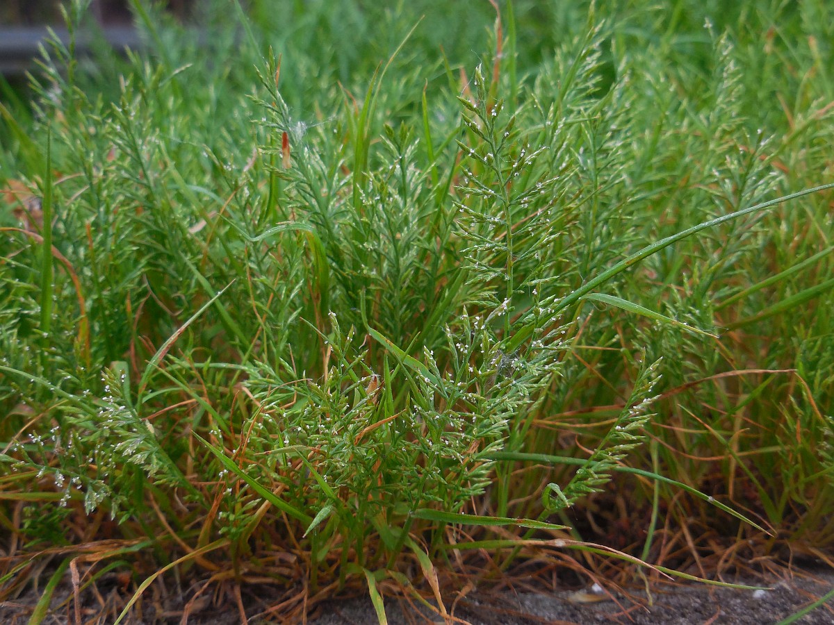 Catapodium rigidum, Fern-grass