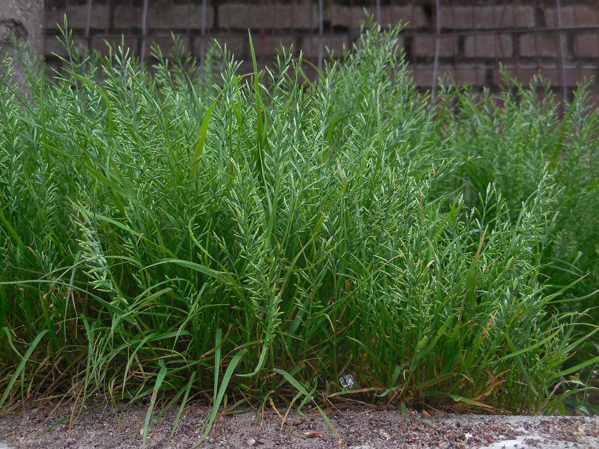 Catapodium rigidum, Fern-grass