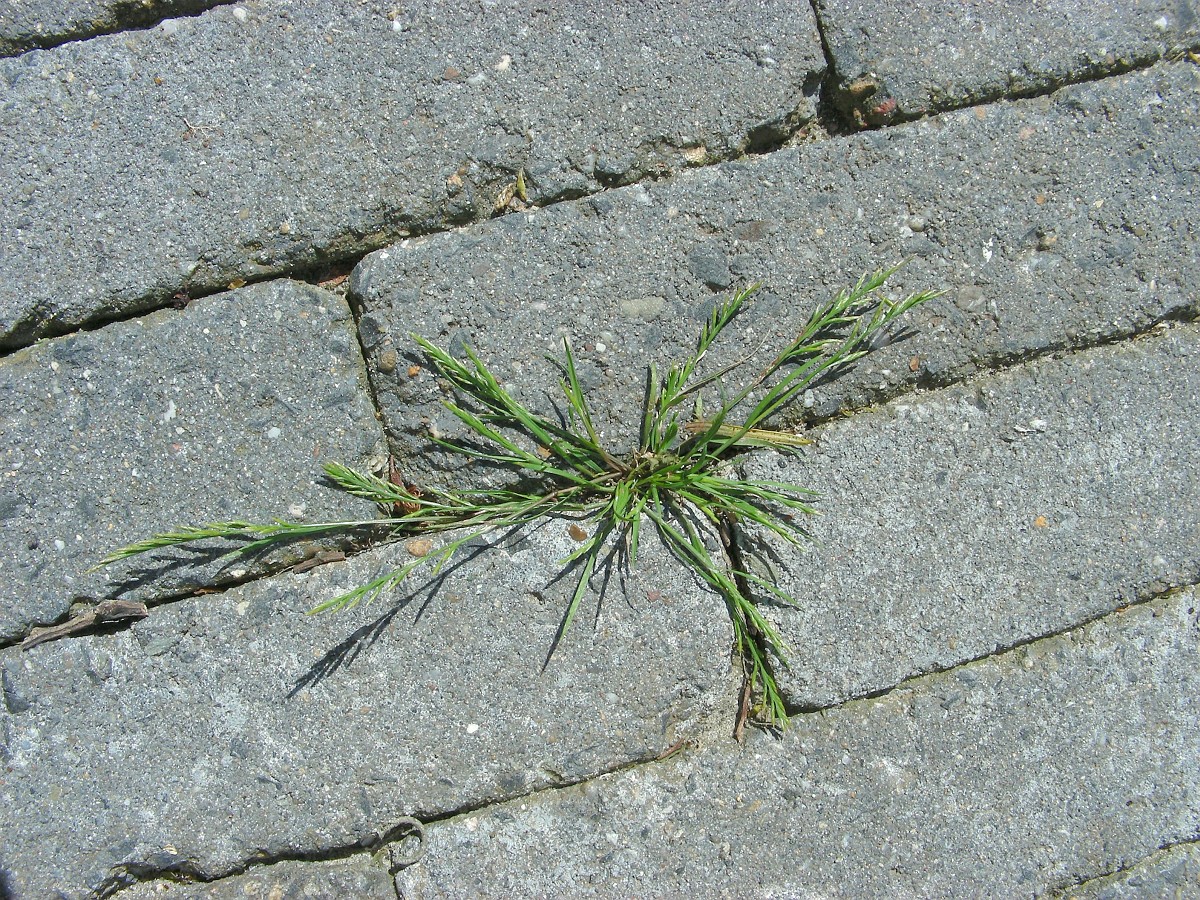 Catapodium rigidum, Fern-grass
