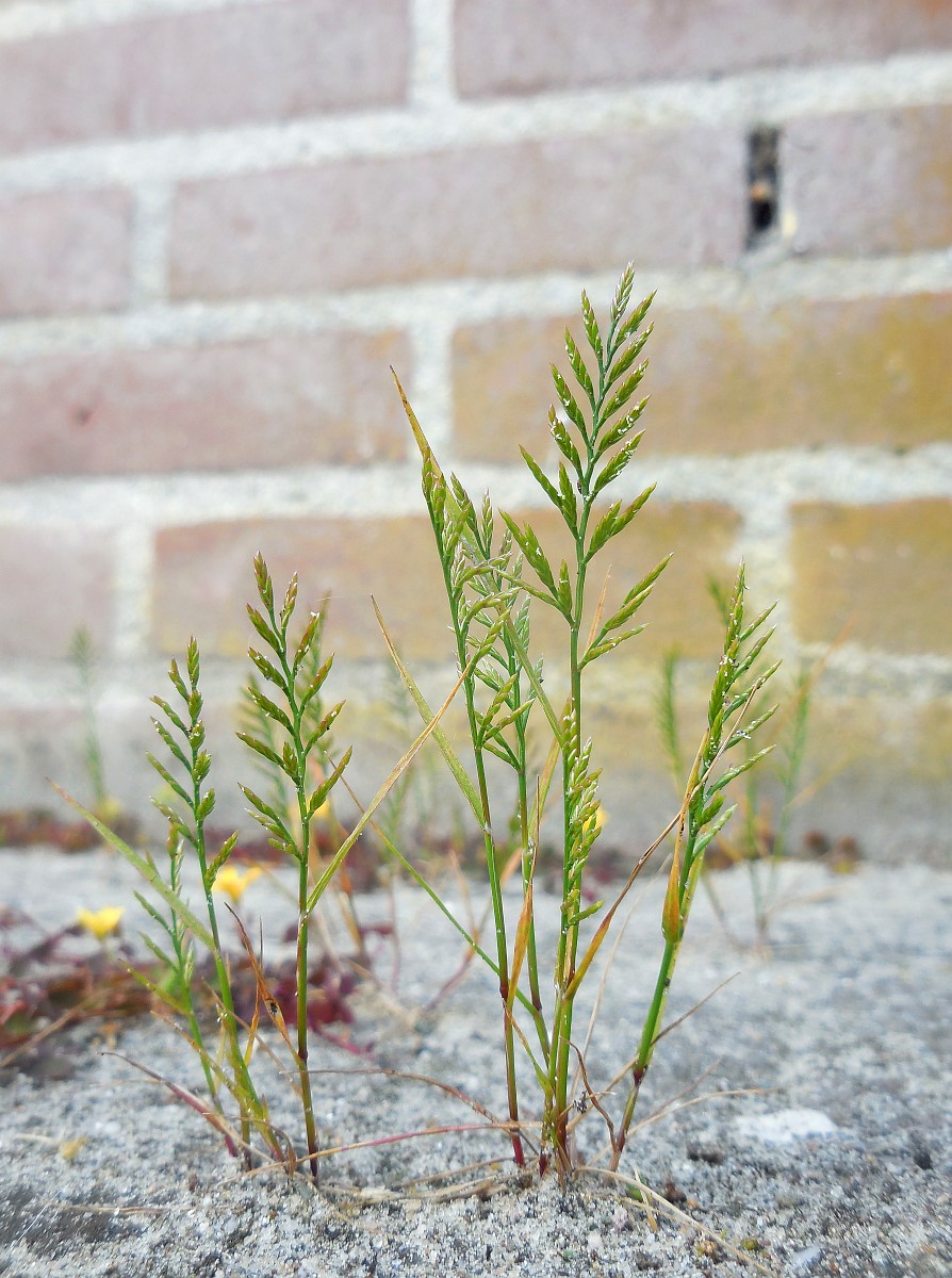 Catapodium rigidum, Fern-grass