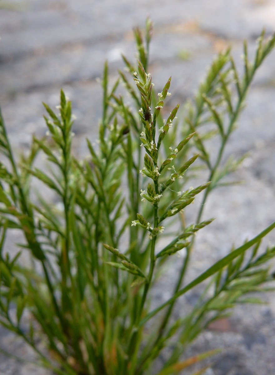 Catapodium rigidum, Fern-grass