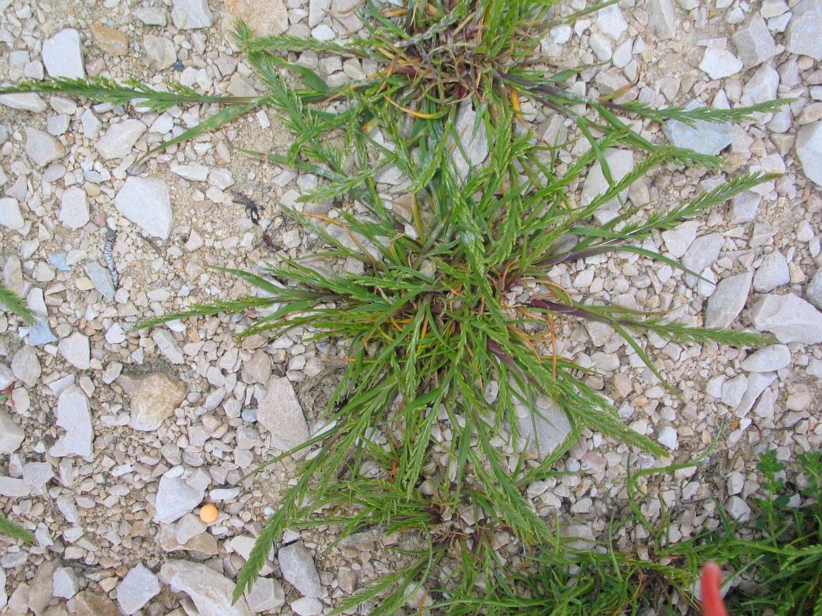 Catapodium rigidum, Fern-grass