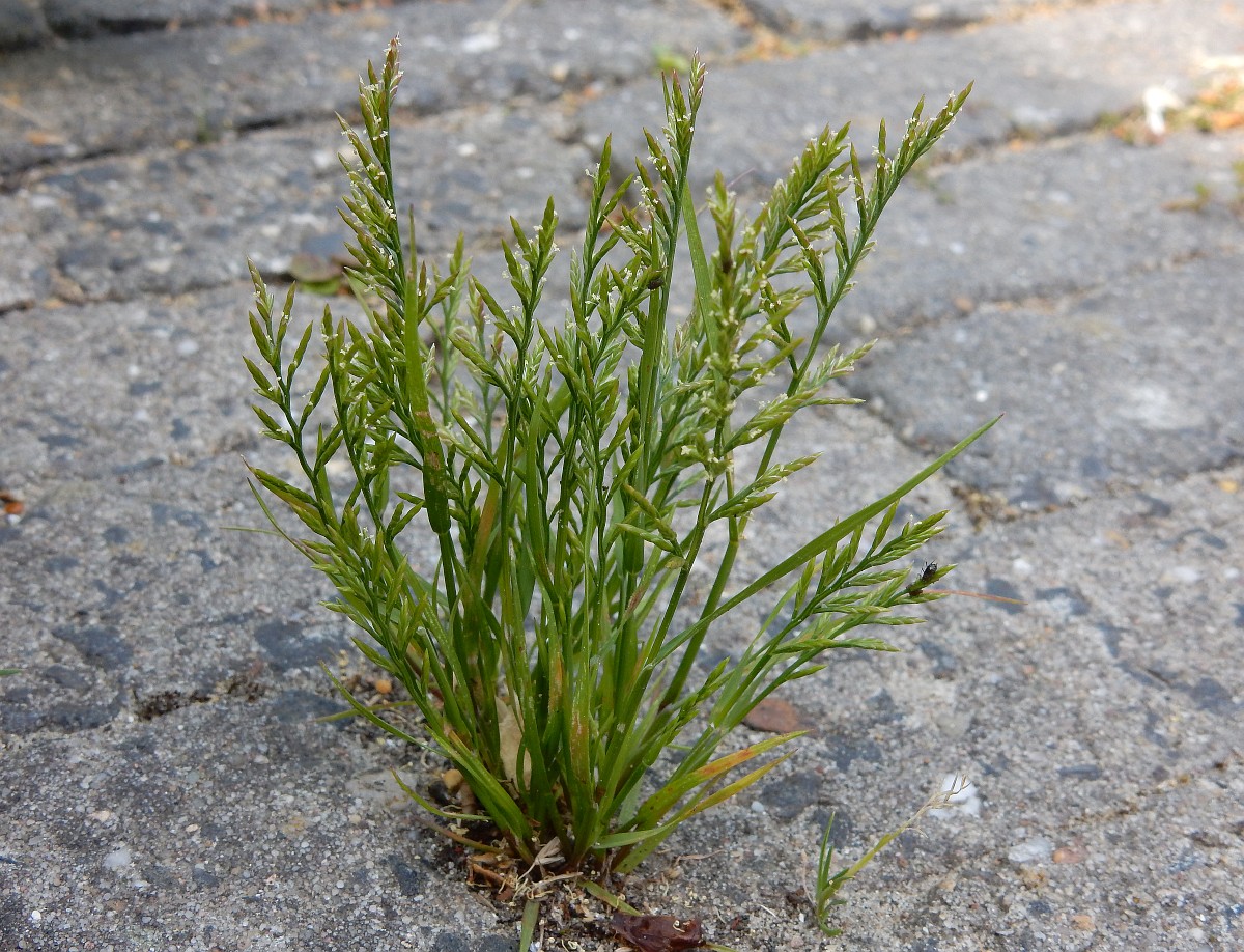 Catapodium rigidum, Fern-grass