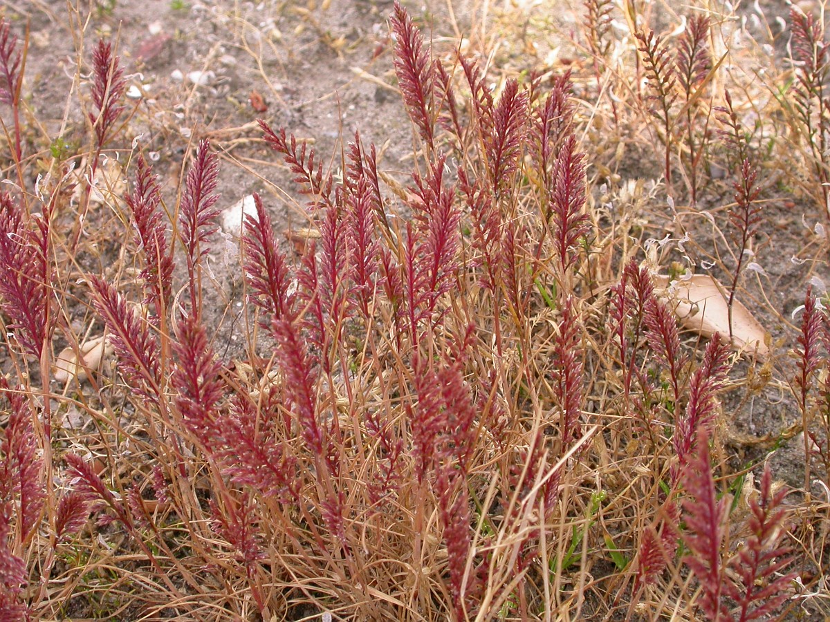 Catapodium rigidum, Fern-grass