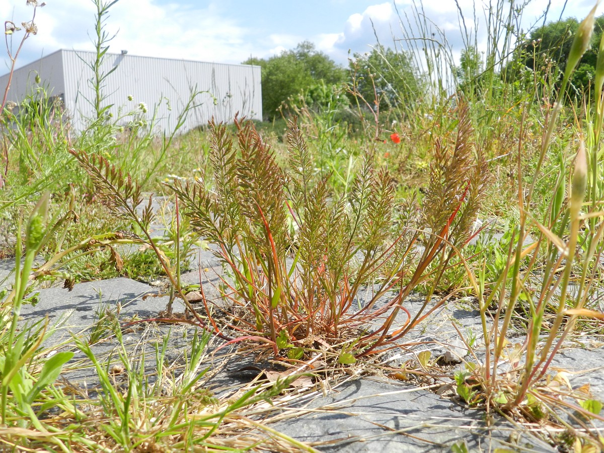 Catapodium rigidum, Fern-grass