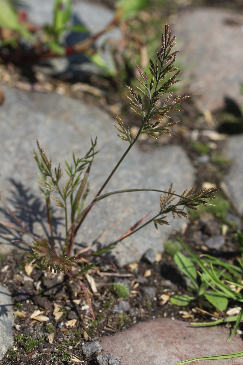 Catapodium rigidum, Fern-grass