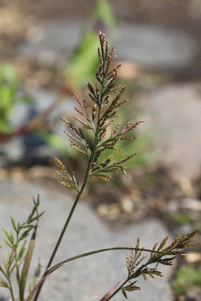 Catapodium rigidum, Fern-grass