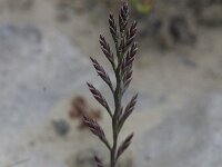 Catapodium rigidum, Fern-grass