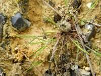 Catapodium rigidum, Fern-grass