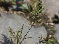 Catapodium rigidum, Fern-grass