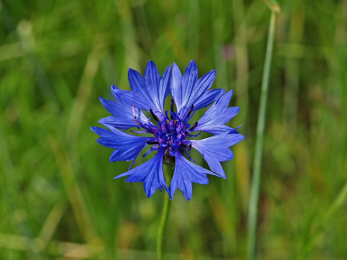 Centaurea cyanus, Cornflower