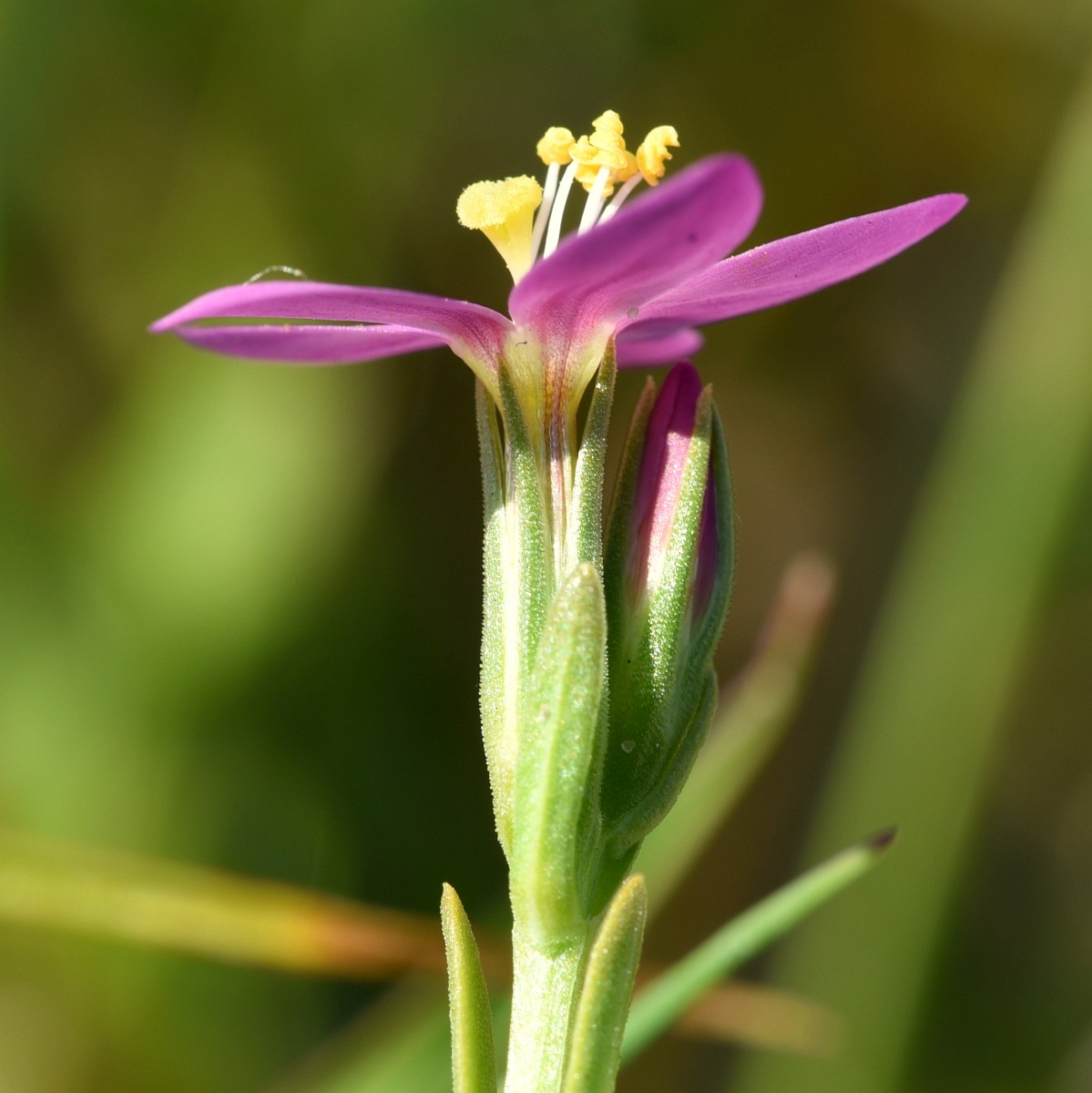 Centaurium littorale, Seaside Centaury