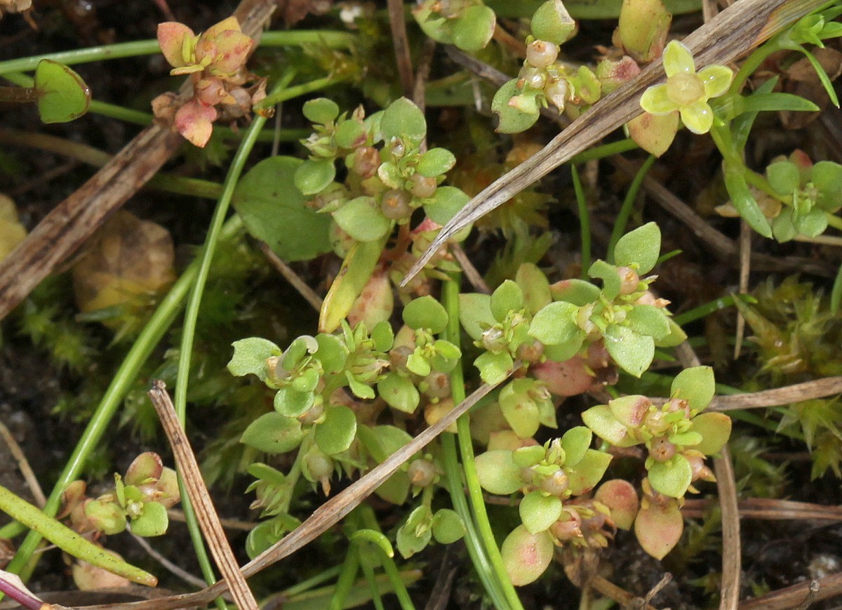Centunculus minimus, Chaffweed