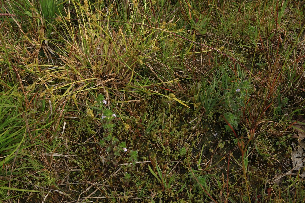 Centunculus minimus, Chaffweed