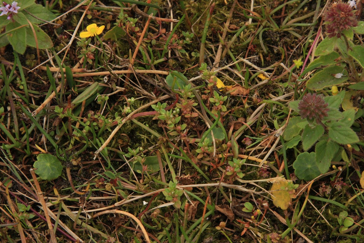Centunculus minimus, Chaffweed