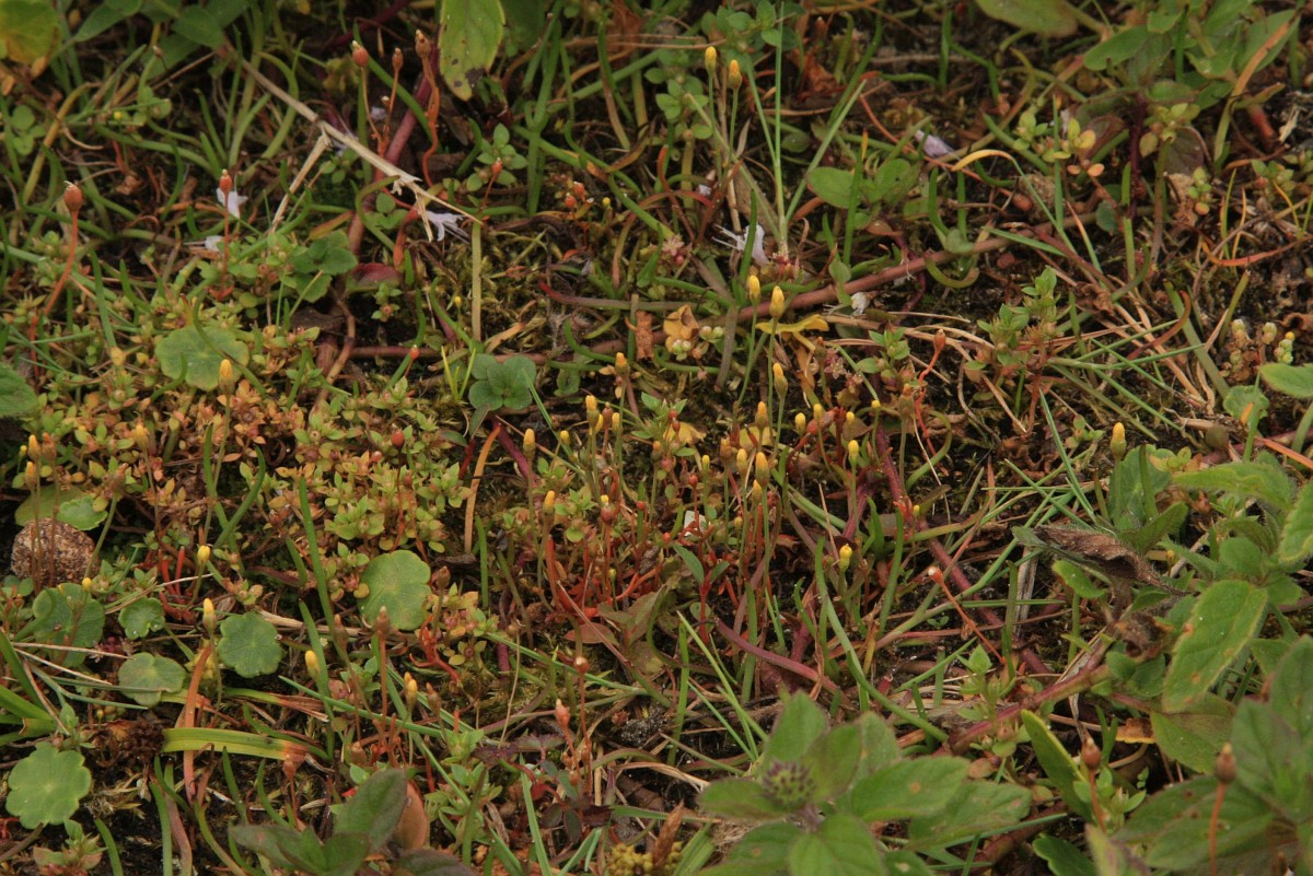 Centunculus minimus, Chaffweed
