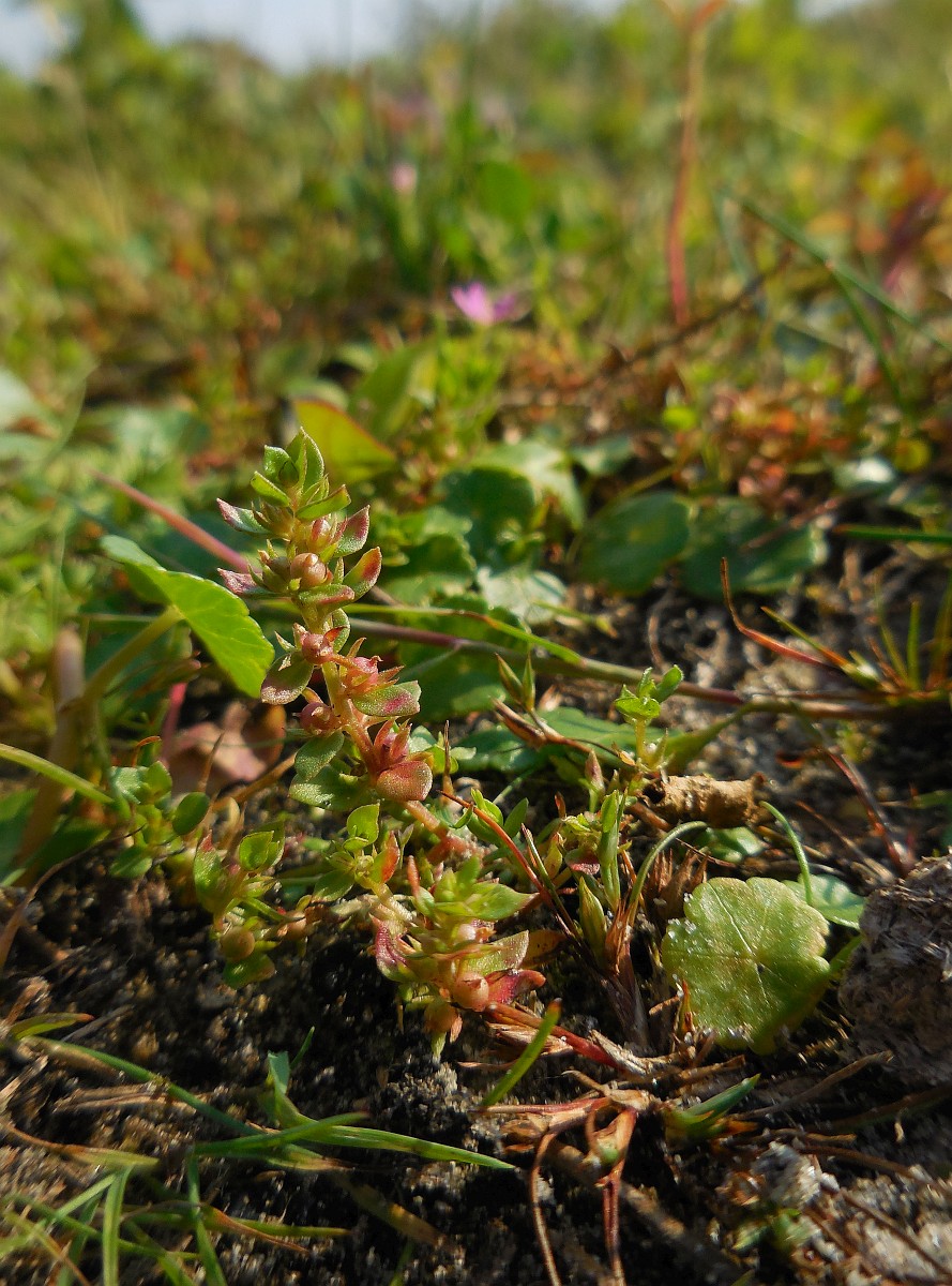 Centunculus minimus, Chaffweed