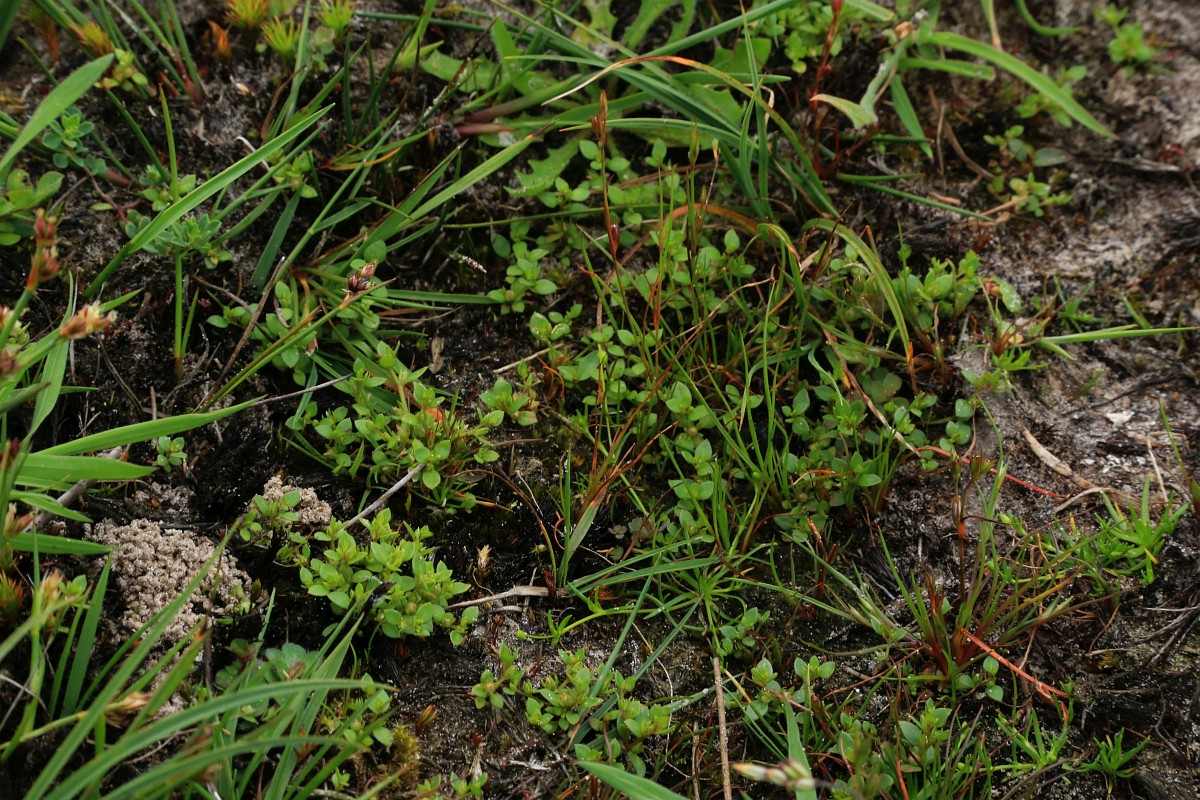 Centunculus minimus, Chaffweed