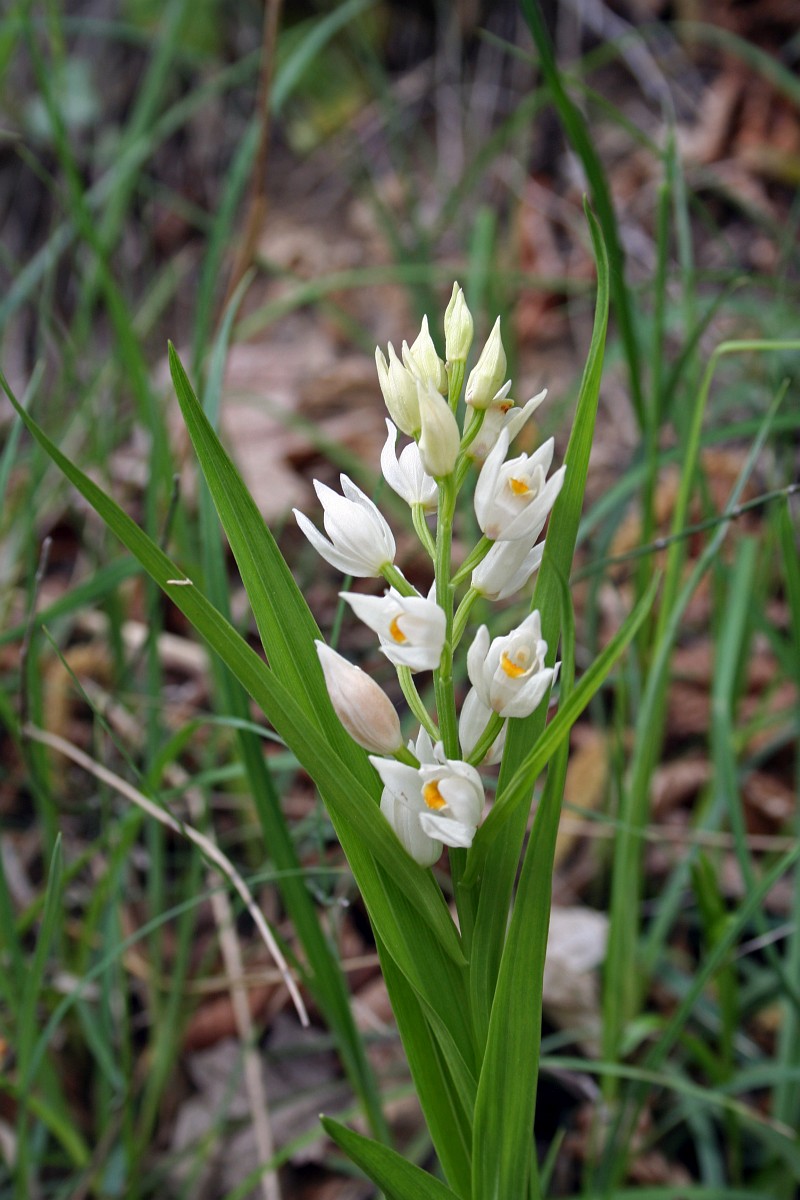 Cephalanthera longifolia, Narrow-leaved Helleborine