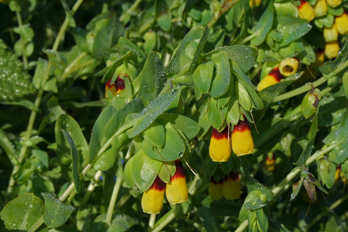 Cerinthe major, Honeywort