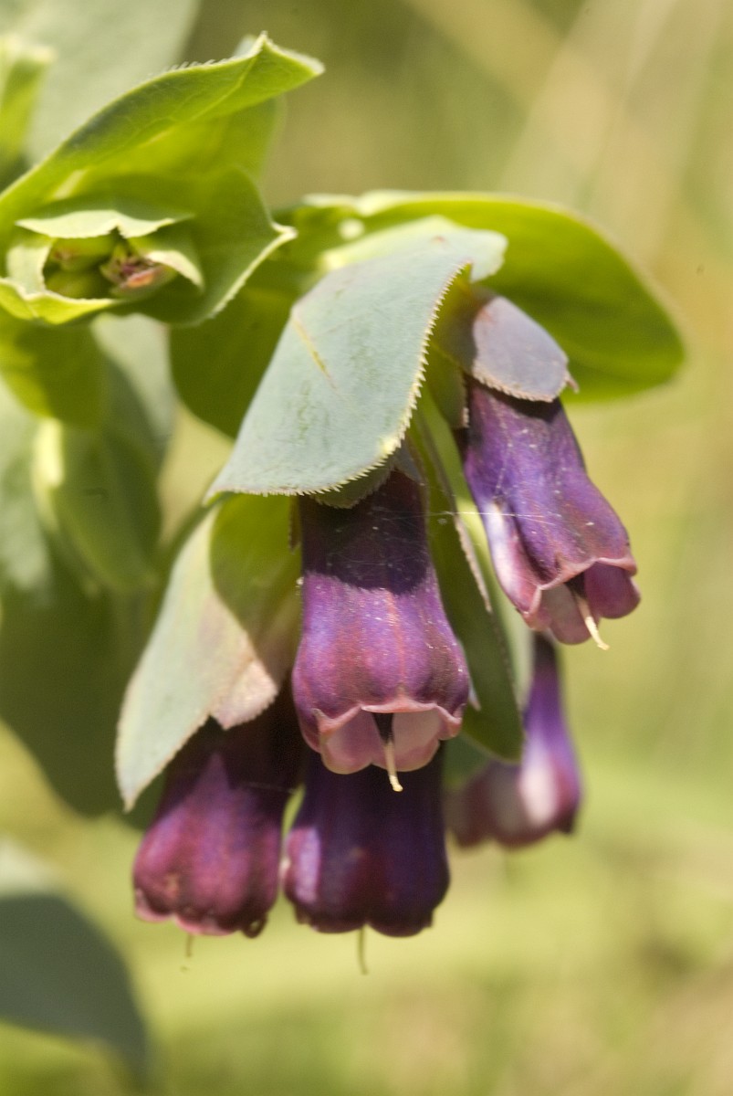 Cerinthe major, Honeywort