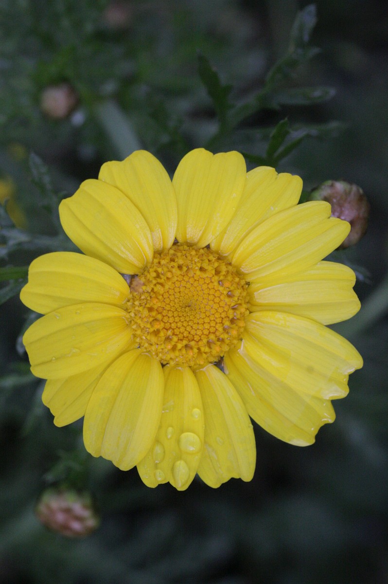 Chrysanthemum coronarium, Crown Daisy