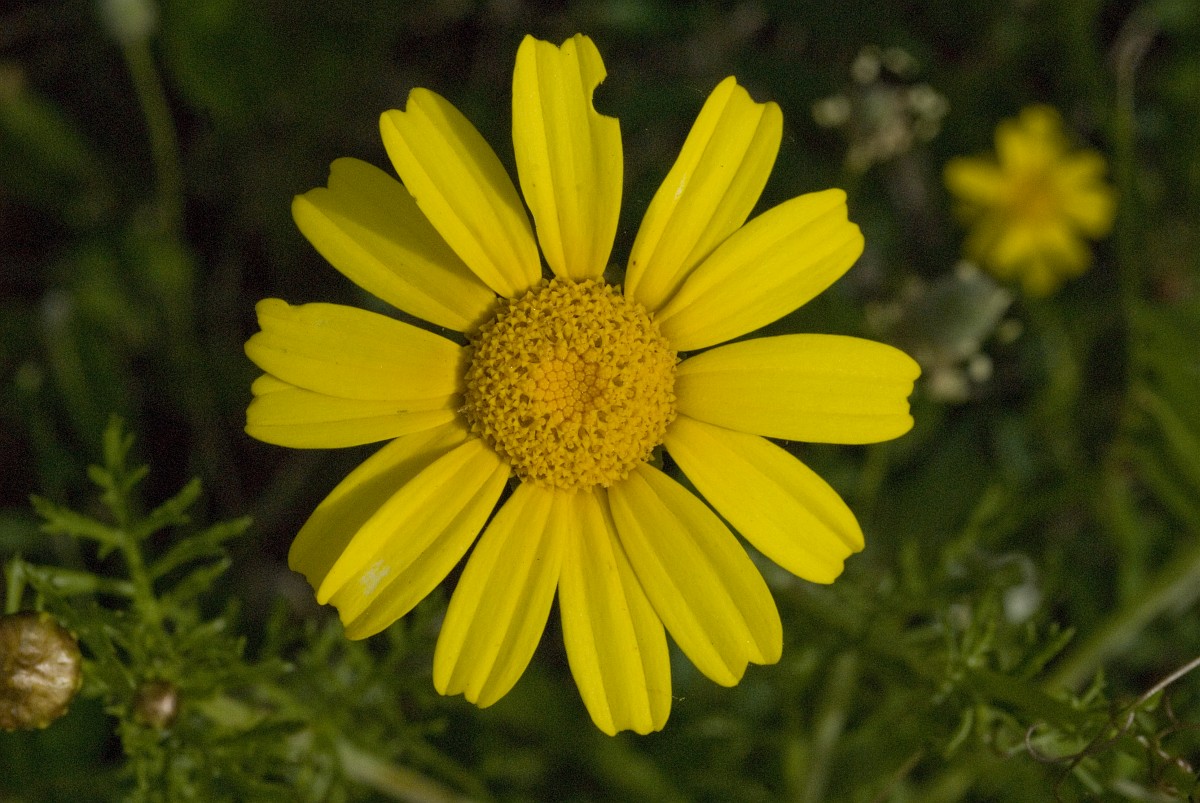 Chrysanthemum coronarium, Crown Daisy